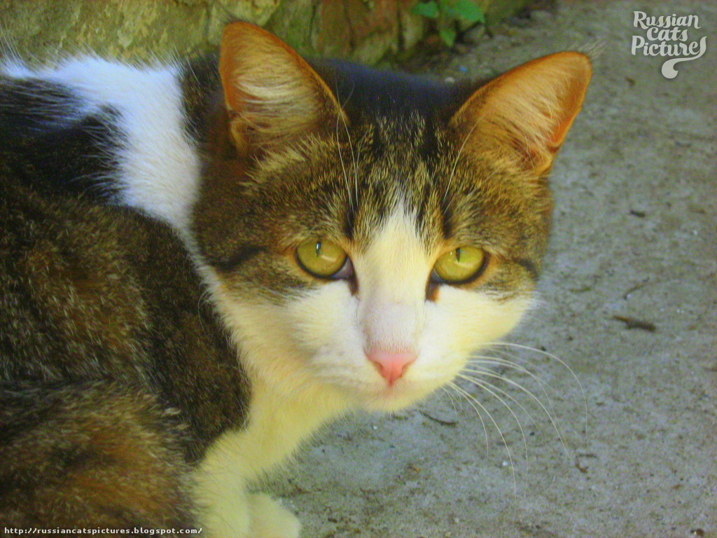 Yellow-Eyed Brown Mackerel Tabby with White Distrustful Kitty — Russian ...
