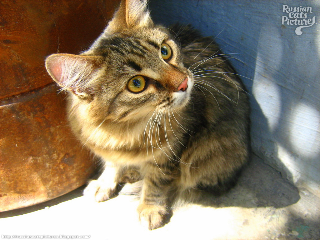 Yellow-Eyed Brown Mackerel Tabby Shy Cat — Russian Cats Pictures