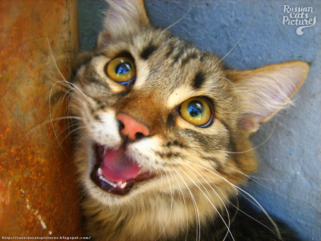 Yellow-Eyed Brown Mackerel Tabby Shy Cat — Russian Cats Pictures