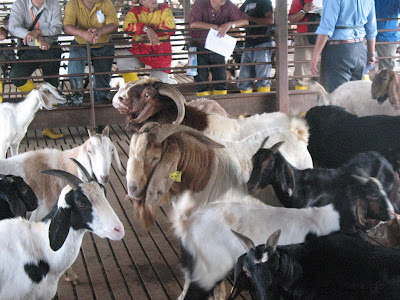 Pratikal Amal Di Ladang Mai Farm: Ternakan kambing | DIREKTORI ...