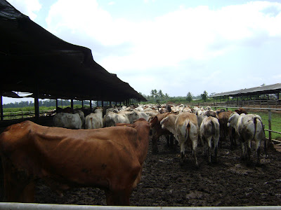 Lawatan Ilmu Di Ladang Ternakan lembu Lampung, Palembang Indonesia ...