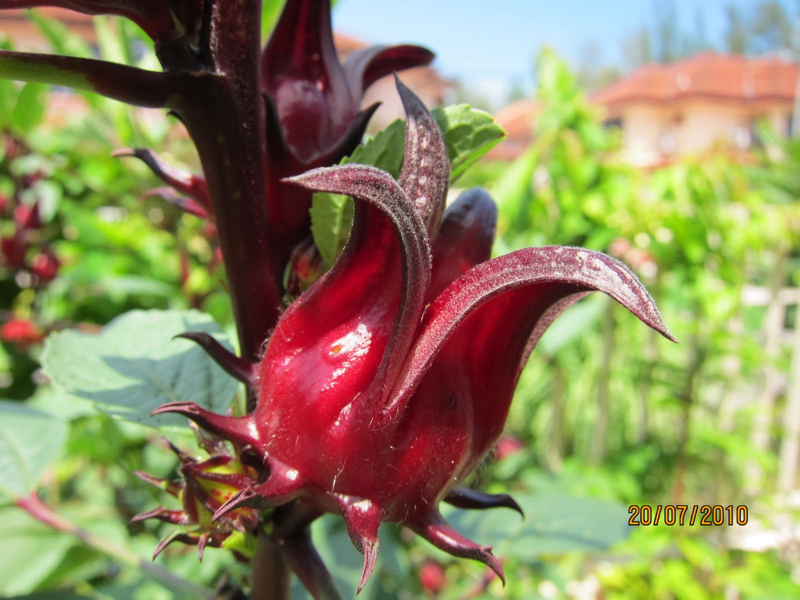 Shades of Grey: Roselle