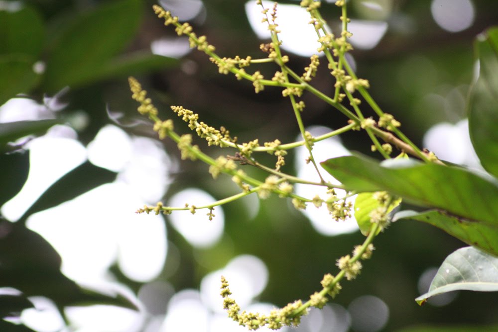 klik and see: Bunga Rambutan