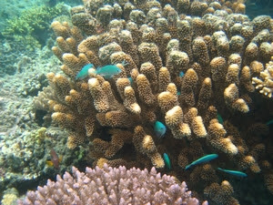 Explore Moon Reef from Takalana Bay Retreat, Fiji