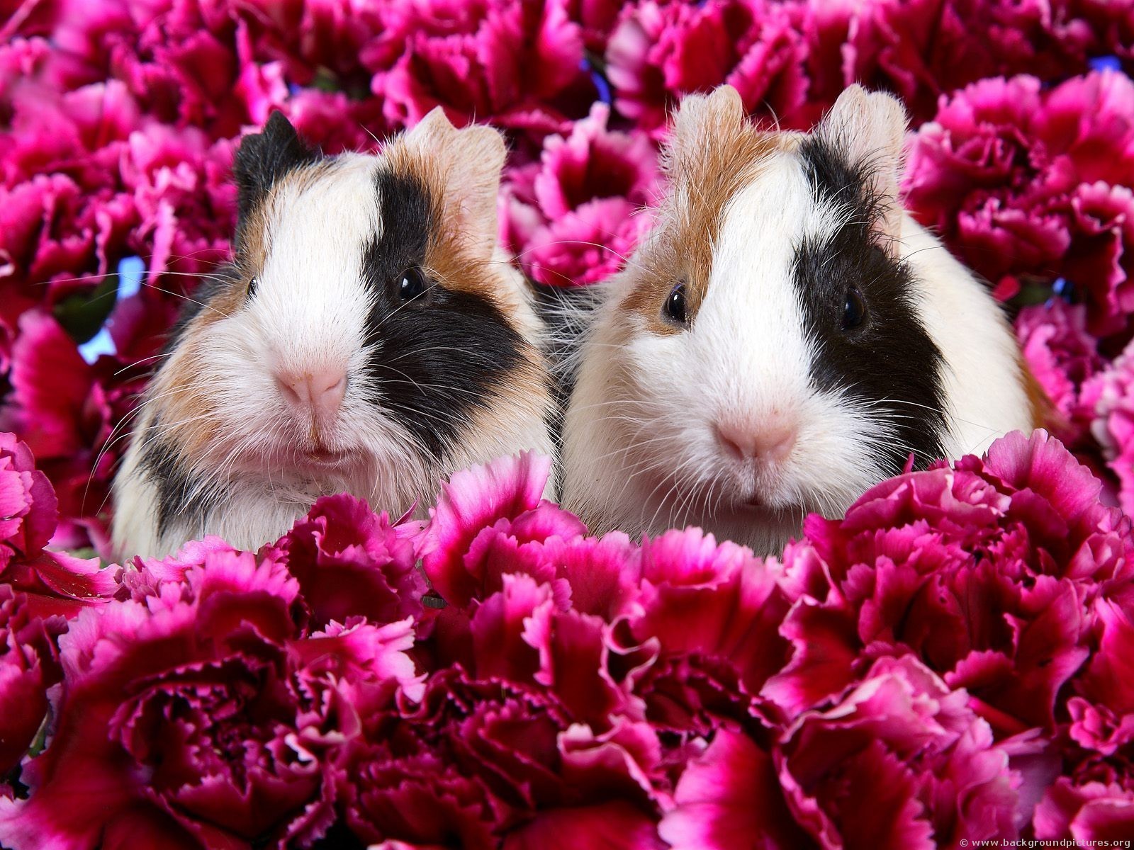 Cavia Achtergronden | HD Wallpapers