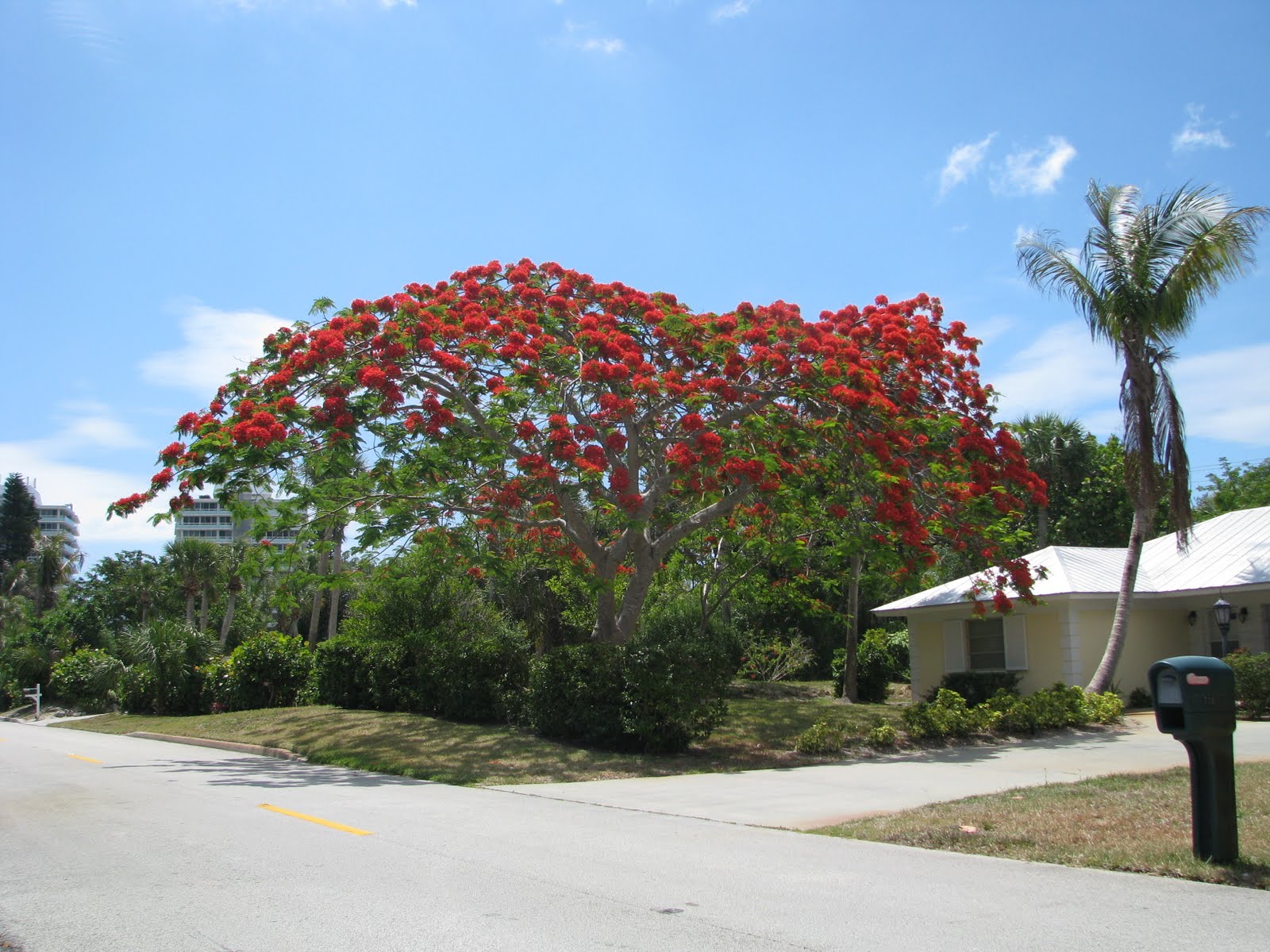 M/V Sea Eagle: Royal Poinciana Tree
