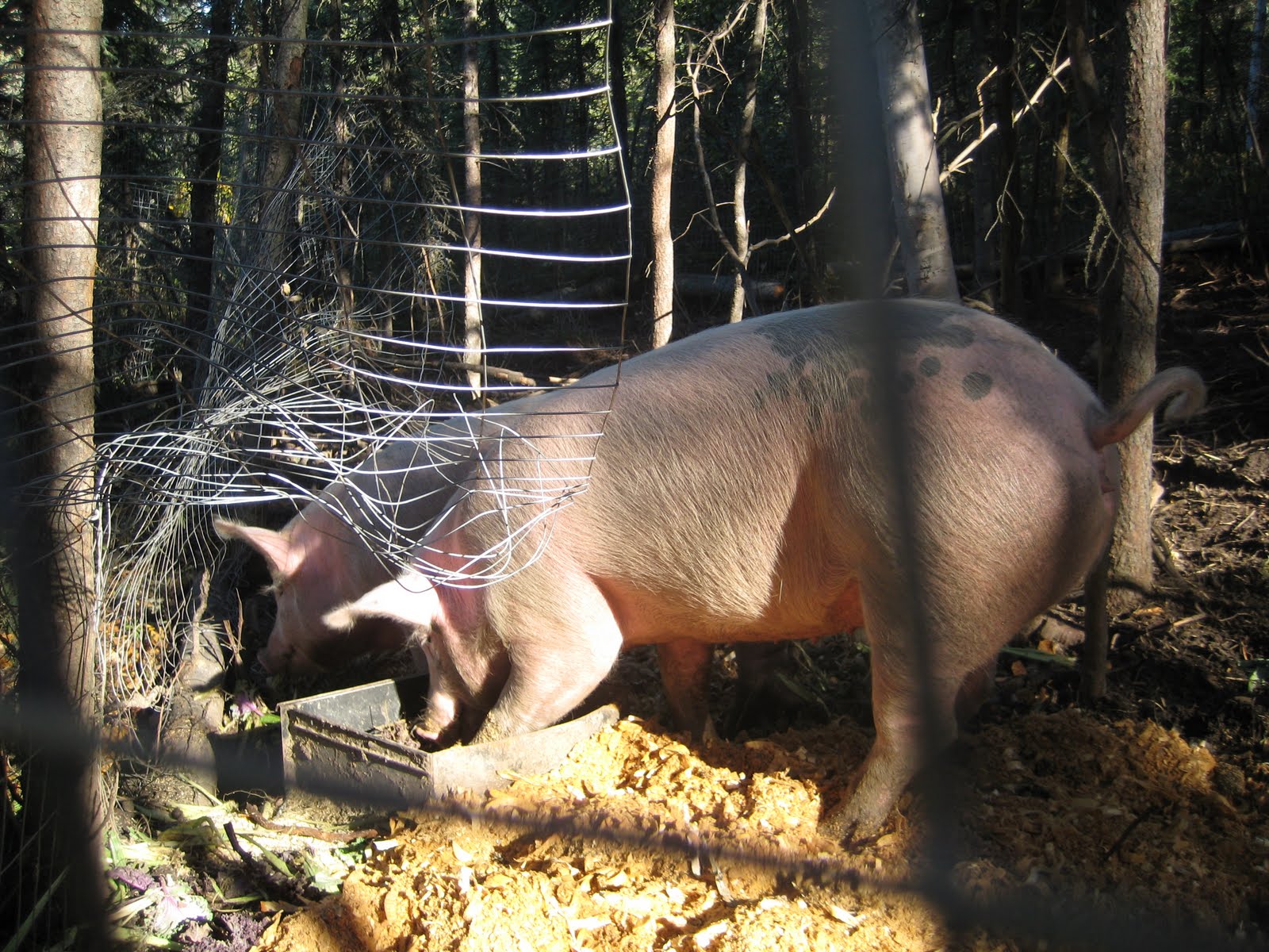 Wild Roots Homestead: Pig butchering pictures