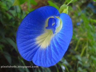 Bright Flourescent Blue Flowers of Herbal Plant Shankupushpam or ...