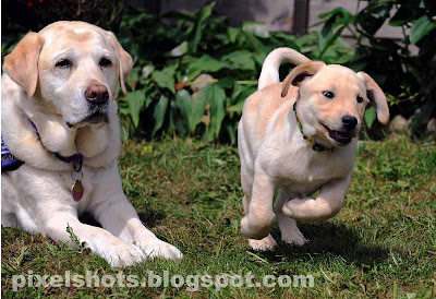 Cute Labrador Puppy Photos, Endal Junior, EJ doing Assistance Training ...