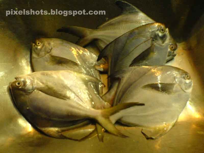 Kerala Fish And Names