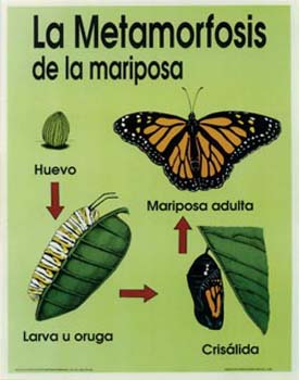 Mariposas: Reproducción y metamorfosis