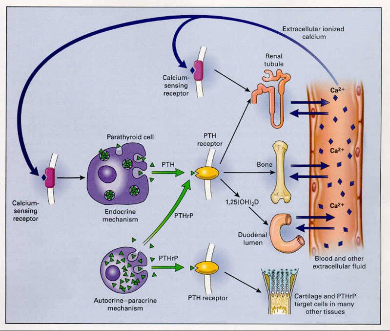 Medical Lecture Notes Online: Parathyroid Disease