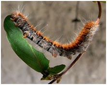 insectos de importancia forestal: PRIMER DRA DE ENTOMOLOGÌA