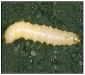 insectos de importancia forestal: PRIMER DRA DE ENTOMOLOGÌA