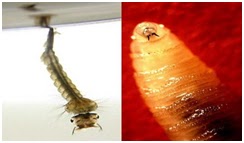 insectos de importancia forestal: PRIMER DRA DE ENTOMOLOGÌA