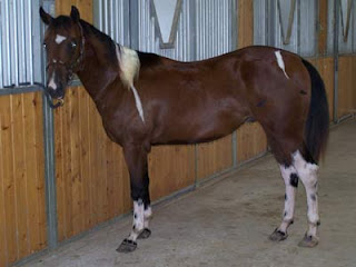 APHA Horses - Information, Debate and Opinions: Tobiano Paint Pattern