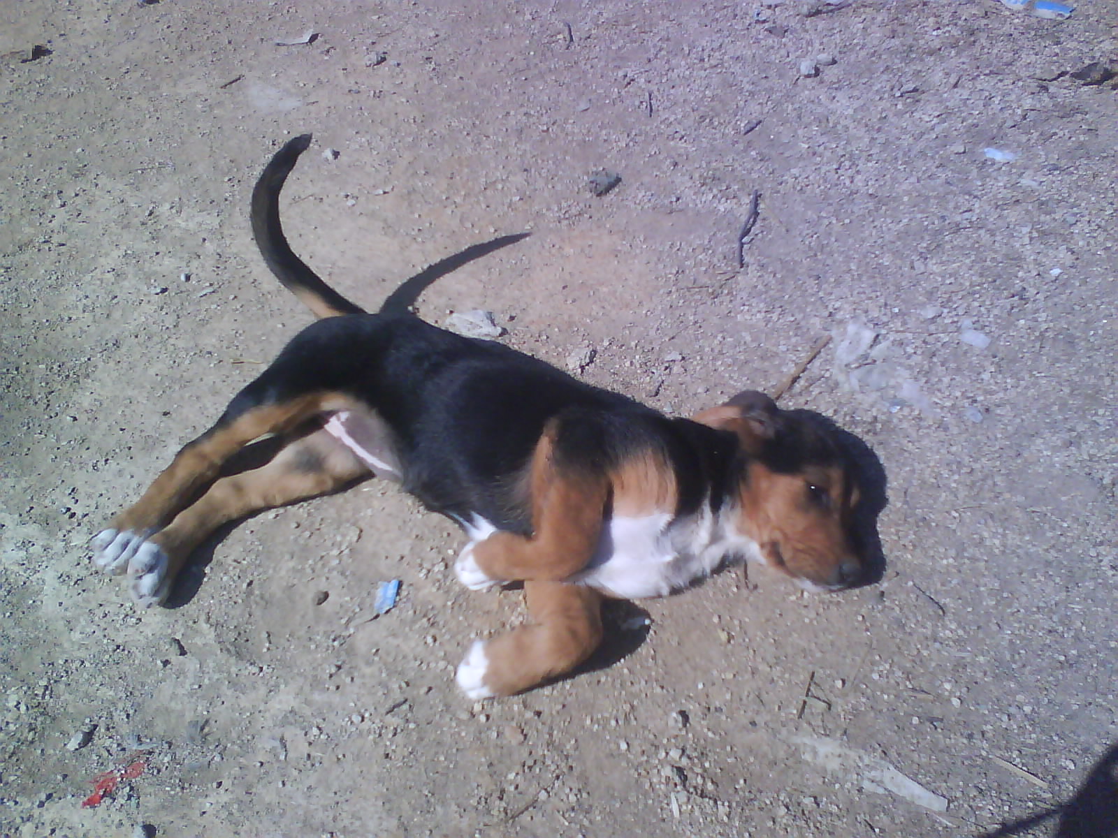 Proyecto 188 vidas: CACHORROS DE DOS MESES DE SABUESO.ADOPTADOS