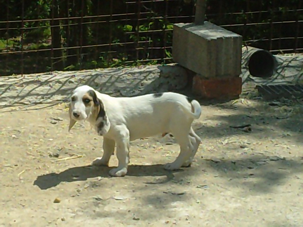 Proyecto 188 vidas: BEBES MACHO DE SABUESO-adoptados