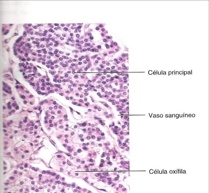 TIROIDES Y PARATIROIDES: HISTOLOGIA