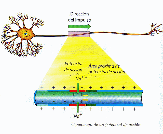 El cerebro humano: Impulso nervioso