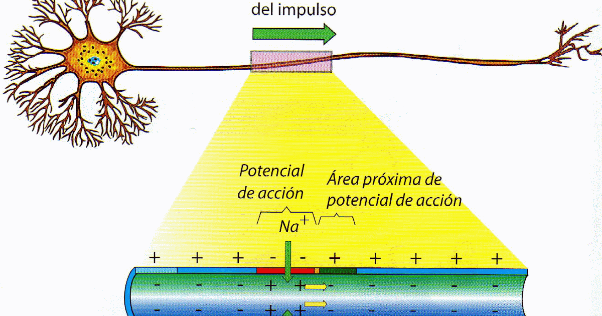 El cerebro humano: Impulso nervioso
