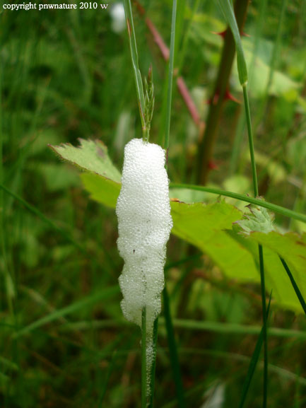 Spit bugs aka Spittlebugs aka Froghoppers