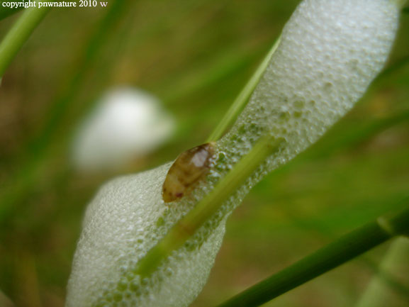 Spit bugs aka Spittlebugs aka Froghoppers
