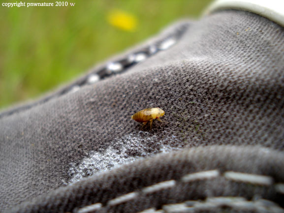 Spit bugs aka Spittlebugs aka Froghoppers