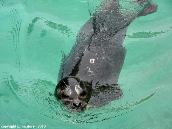 Harbor Seals at Point Defiance Zoo