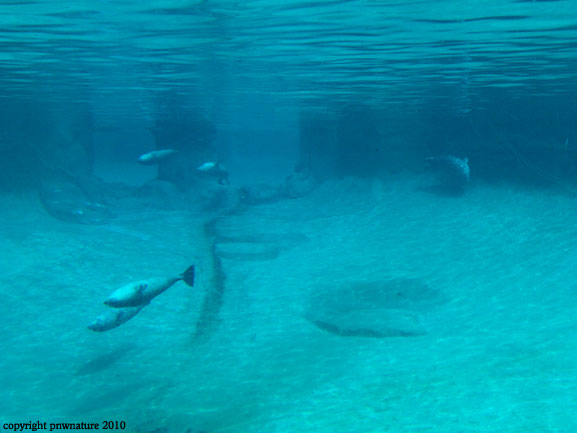Harbor Seals at Point Defiance Zoo