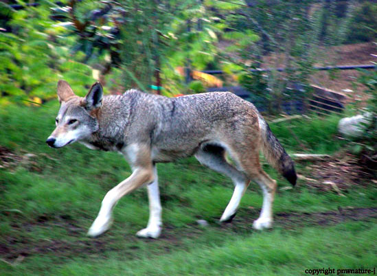 Red Wolf Woods at Point Defiance Zoo