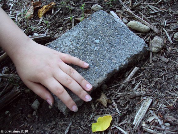 International Rock Flipping Day