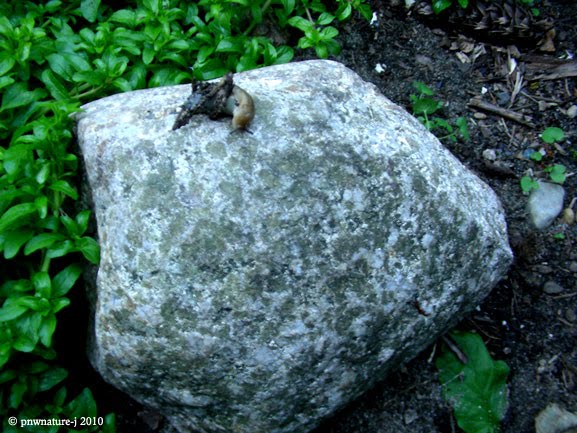 International Rock Flipping Day
