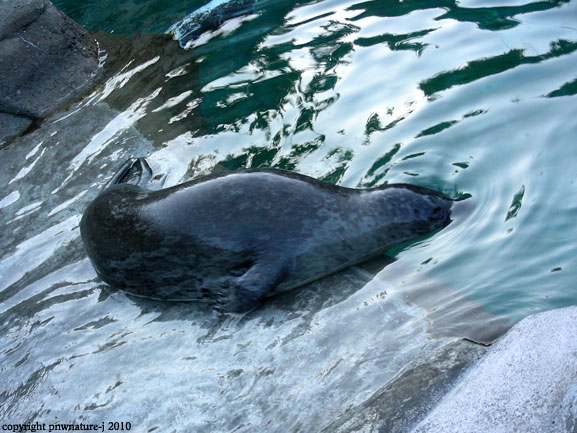 Harbor Seals at Point Defiance Zoo 2