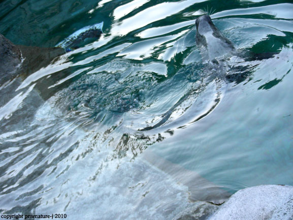 Harbor Seals at Point Defiance Zoo 2