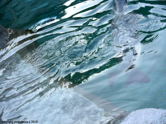 Harbor Seals at Point Defiance Zoo 2