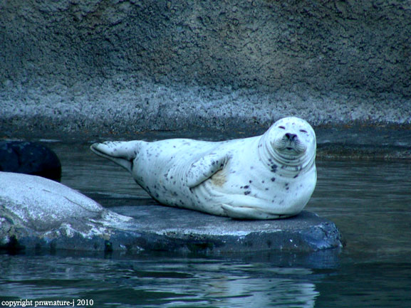 Harbor Seals at Point Defiance Zoo 2