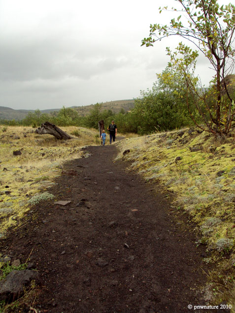 Hummocks Trail at Mount St. Helens National Volcanic Monument