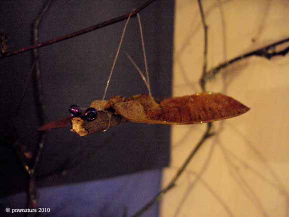 Our Twig and Maple Seed Dragonflies