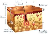 Os sentidos: O tacto