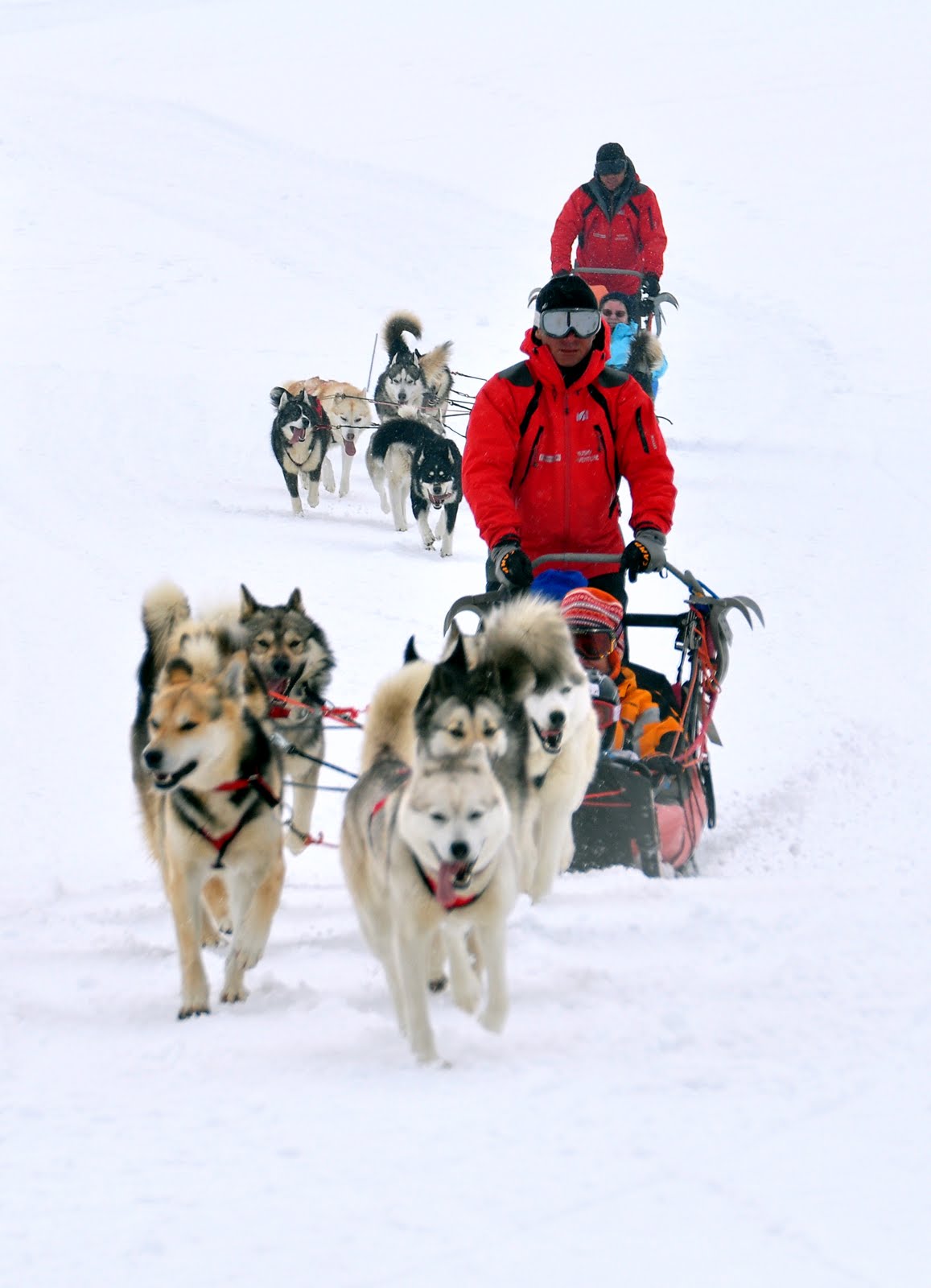 CRIDESCRAP AND CO: Husky Adventure!