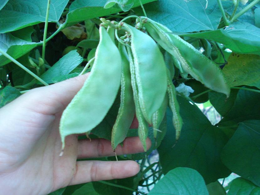 Mi Pequeña Huerta: Chauchas I