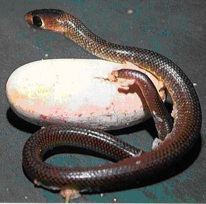 Ptyas korros - Ular kayu (Jawa), ular koros, ular sayur :: Reptilia Mania