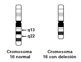 genética moderna: Cariotipo