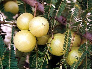 Health and Facts: Amalaki (Emblica Officinalis) benifits