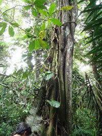 mireya alicia cuevas amado