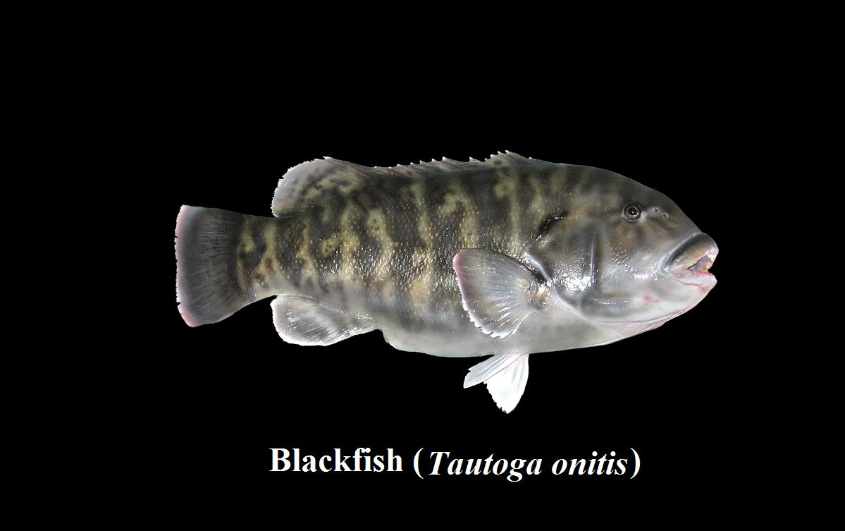 FISHING BLOG: FISH SPECIES BIO: Blackfish (Tautoga onitis)