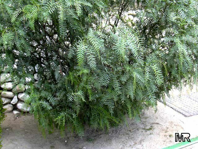 plantasmedicinales: molle