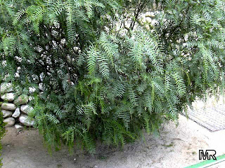 plantasmedicinales: molle