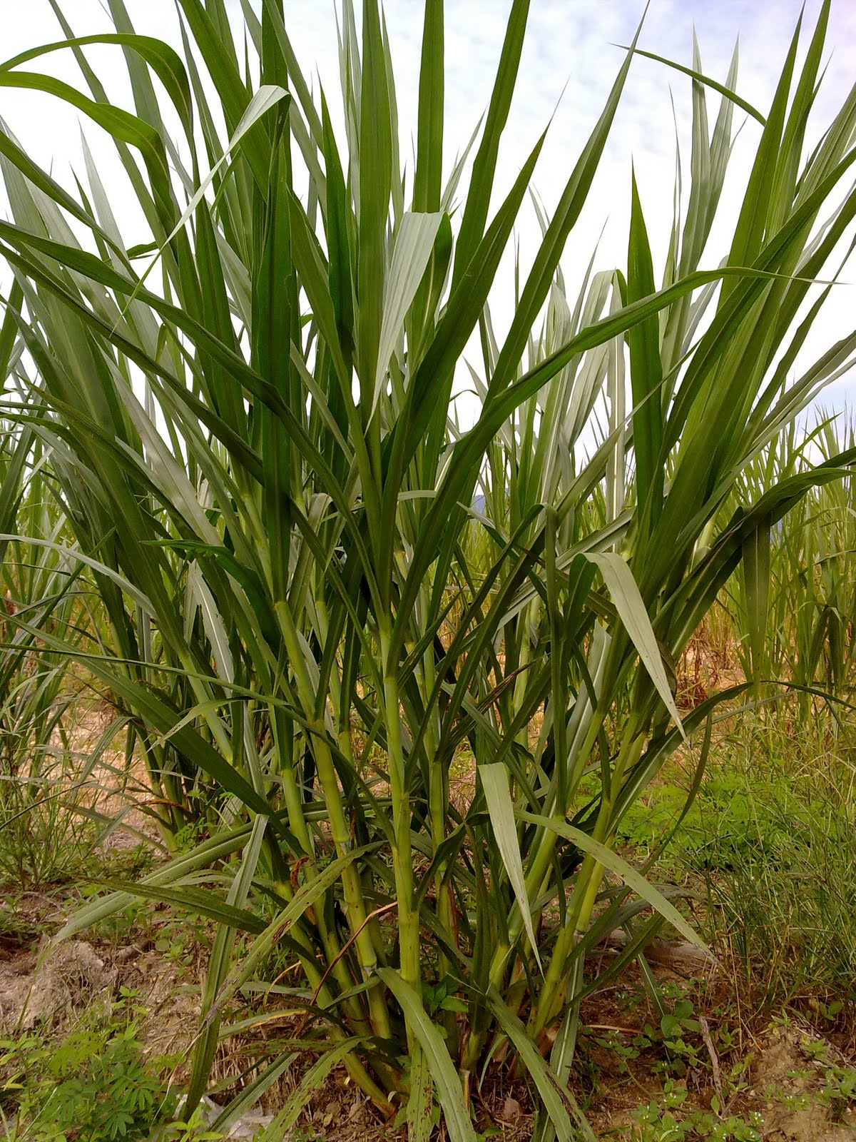 Napier FarmHouse: Ladang Napier
